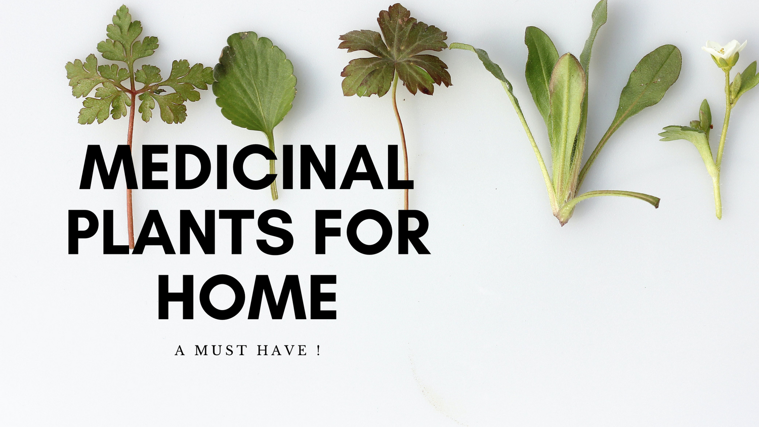 Keep these Top 5 Plants for High Medicinal Benefits – Leafy Island