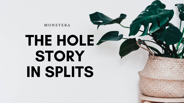 How to Get Holes & Splits in Monstera Leaf? Fenestration Process ...