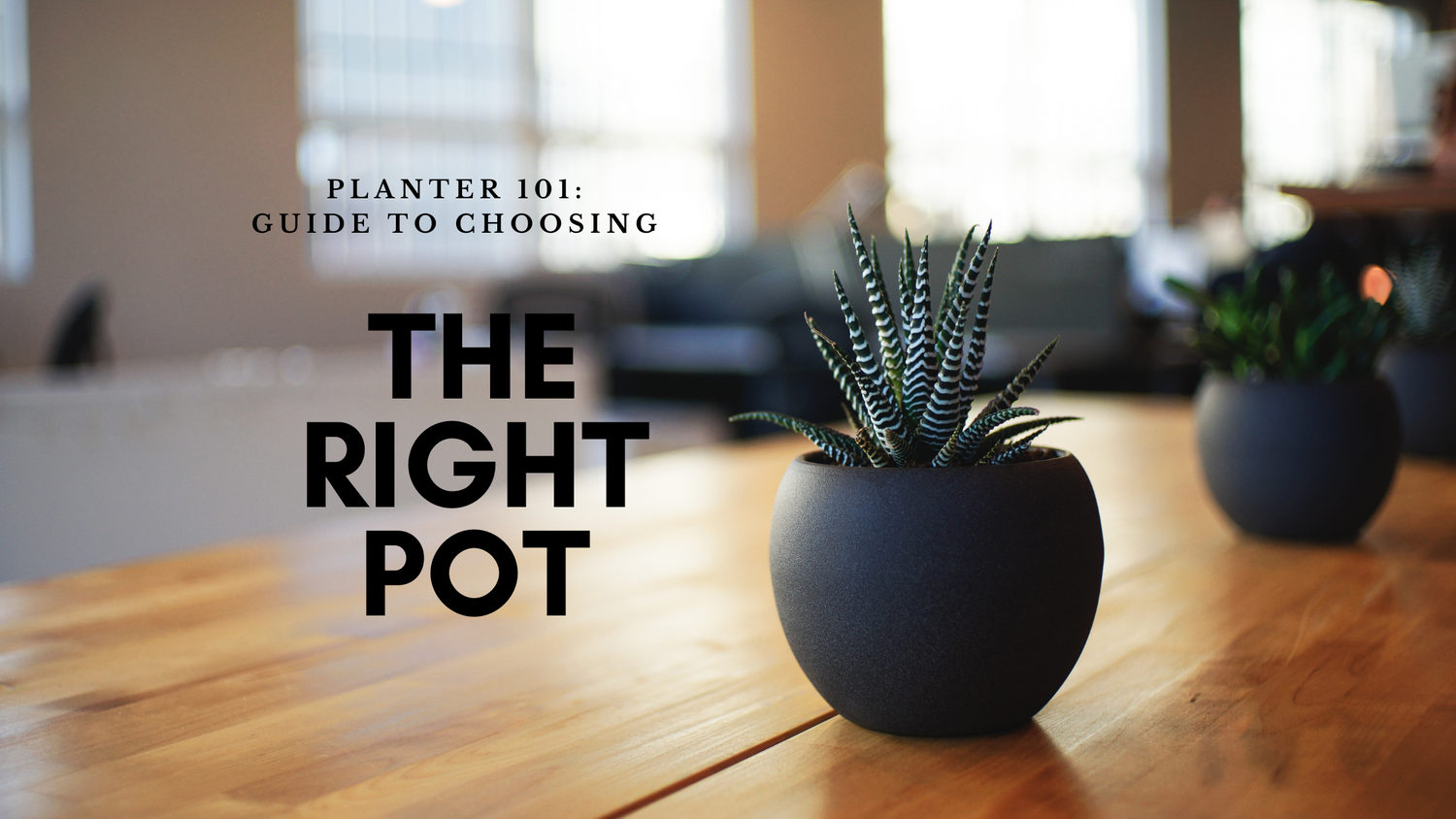 Planter 101- Guide to Choosing The Right Pot – Leafy Island