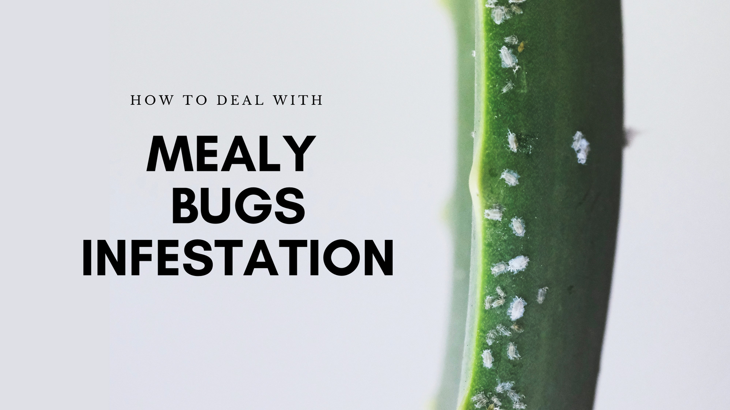 Most Effective way to deal with Mealy Bugs | Leafy Island