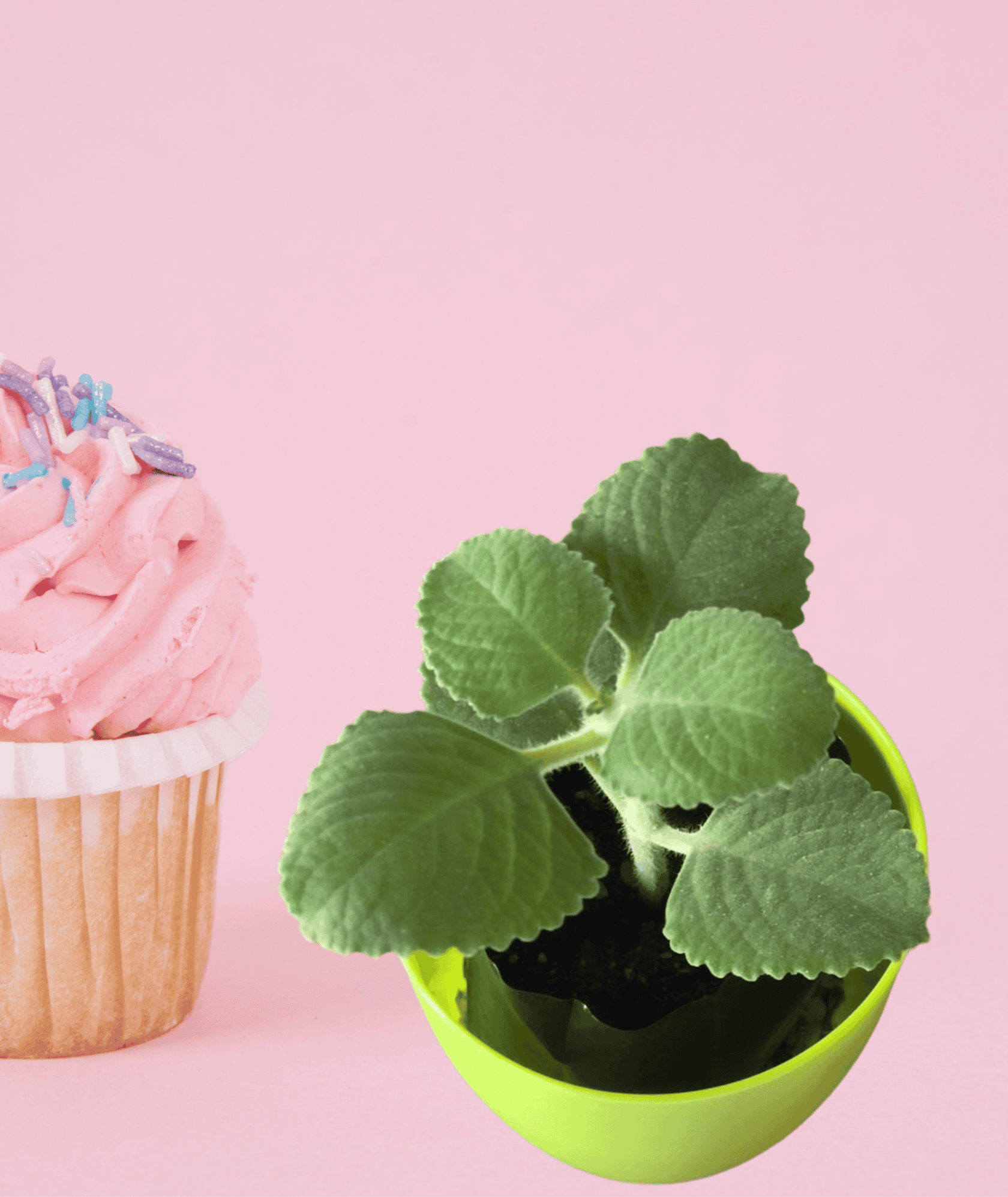 Mexican Mint/ Indian Borage/ Patharchur/ Ajwain Plant – Leafy Island