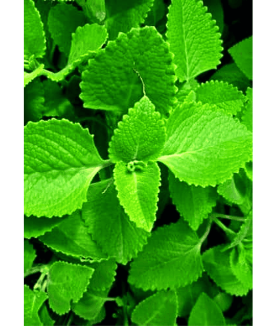 Mexican Mint/ Indian Borage/ Patharchur/ Ajwain Plant – Leafy Island