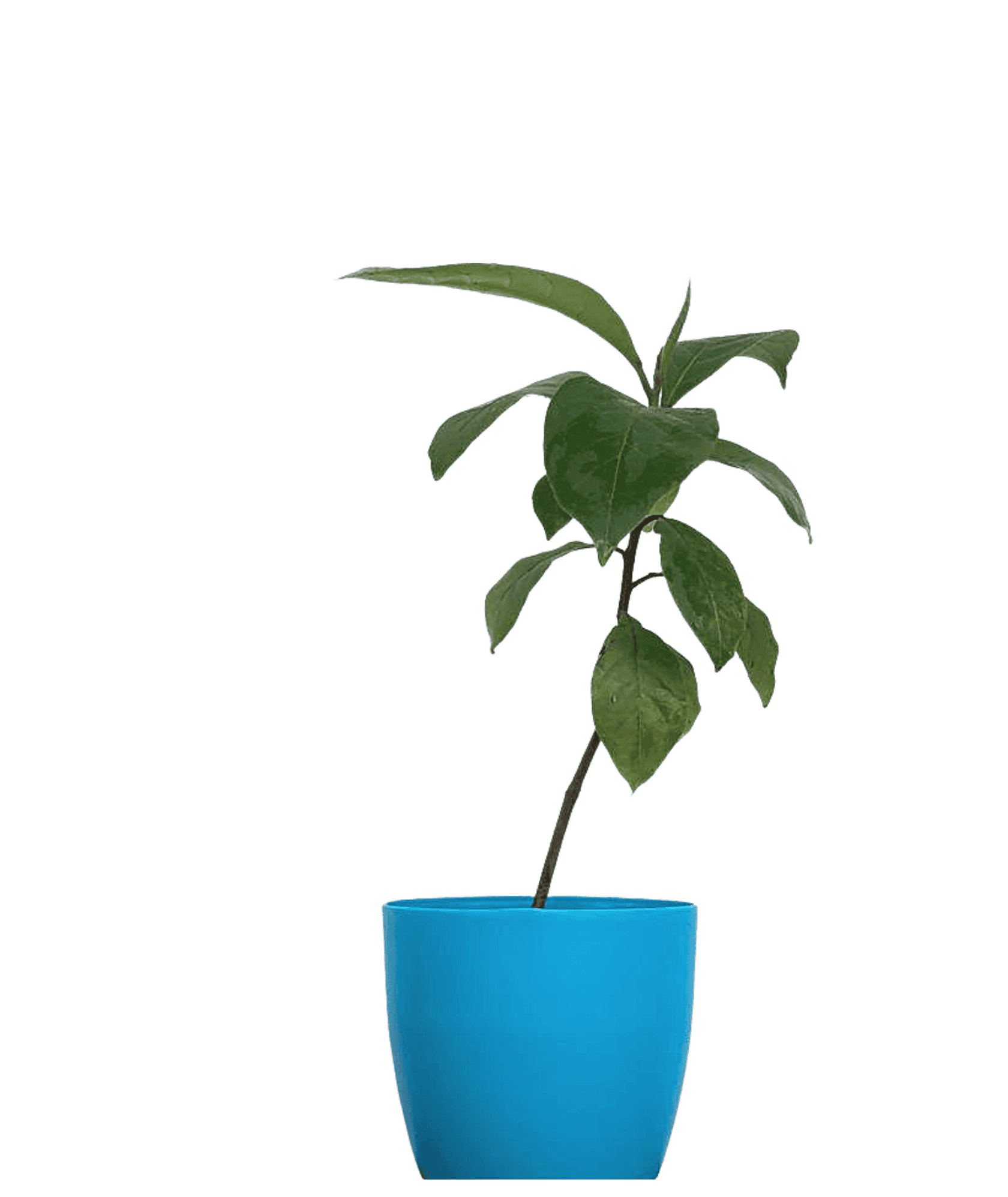 Badam Tree, Almond Tree, Terminalia Catappa - Plant – Leafy Island