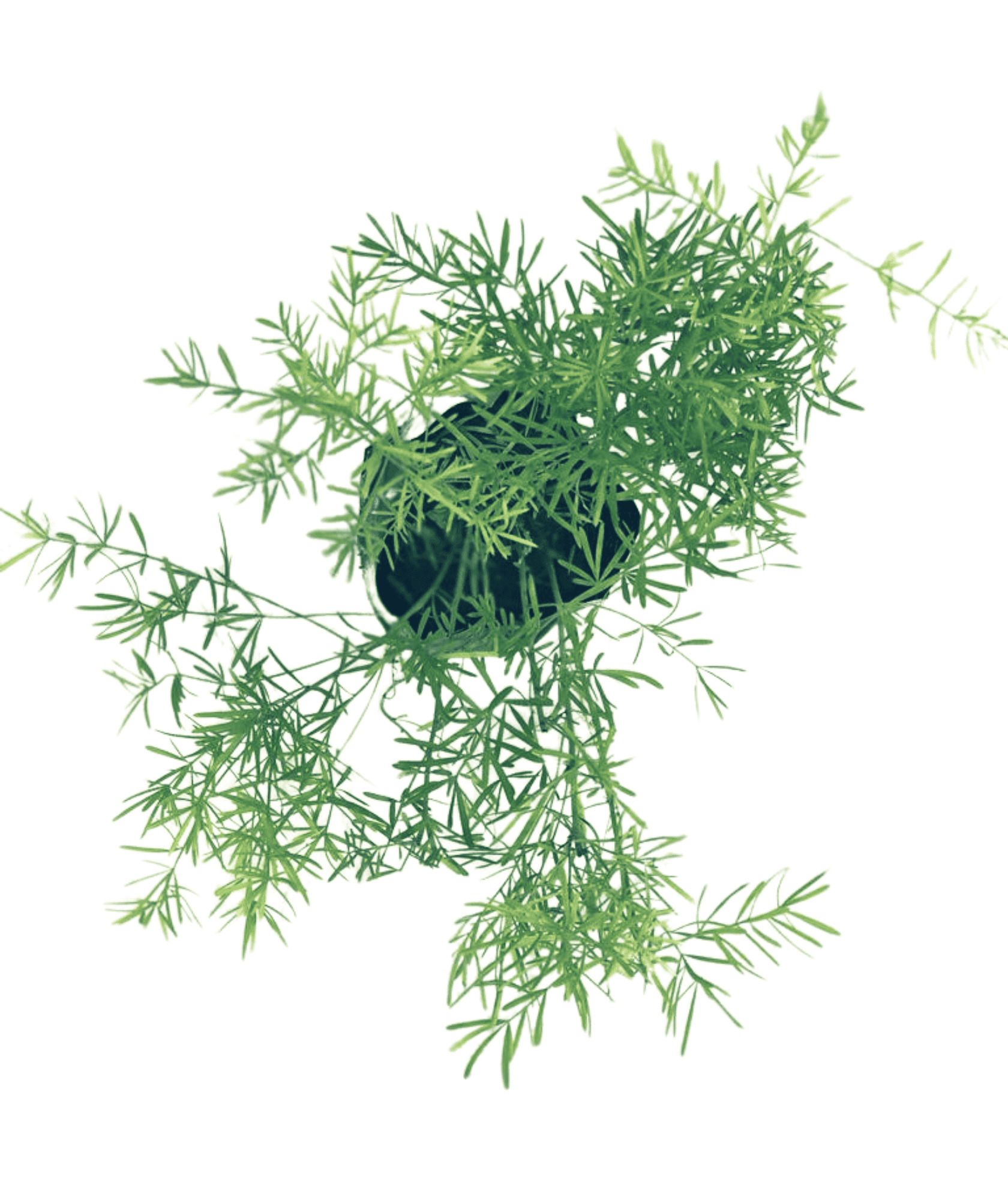 Asparagus Sprengeri Plant – Leafy Island