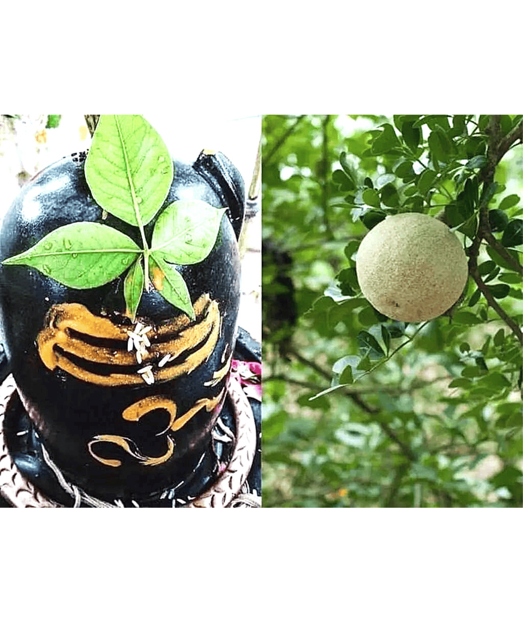 Bael Patra Leaf / Bel Tree/ Bilva Patra/ Bel Patra / Aegle Marmelos wi ...