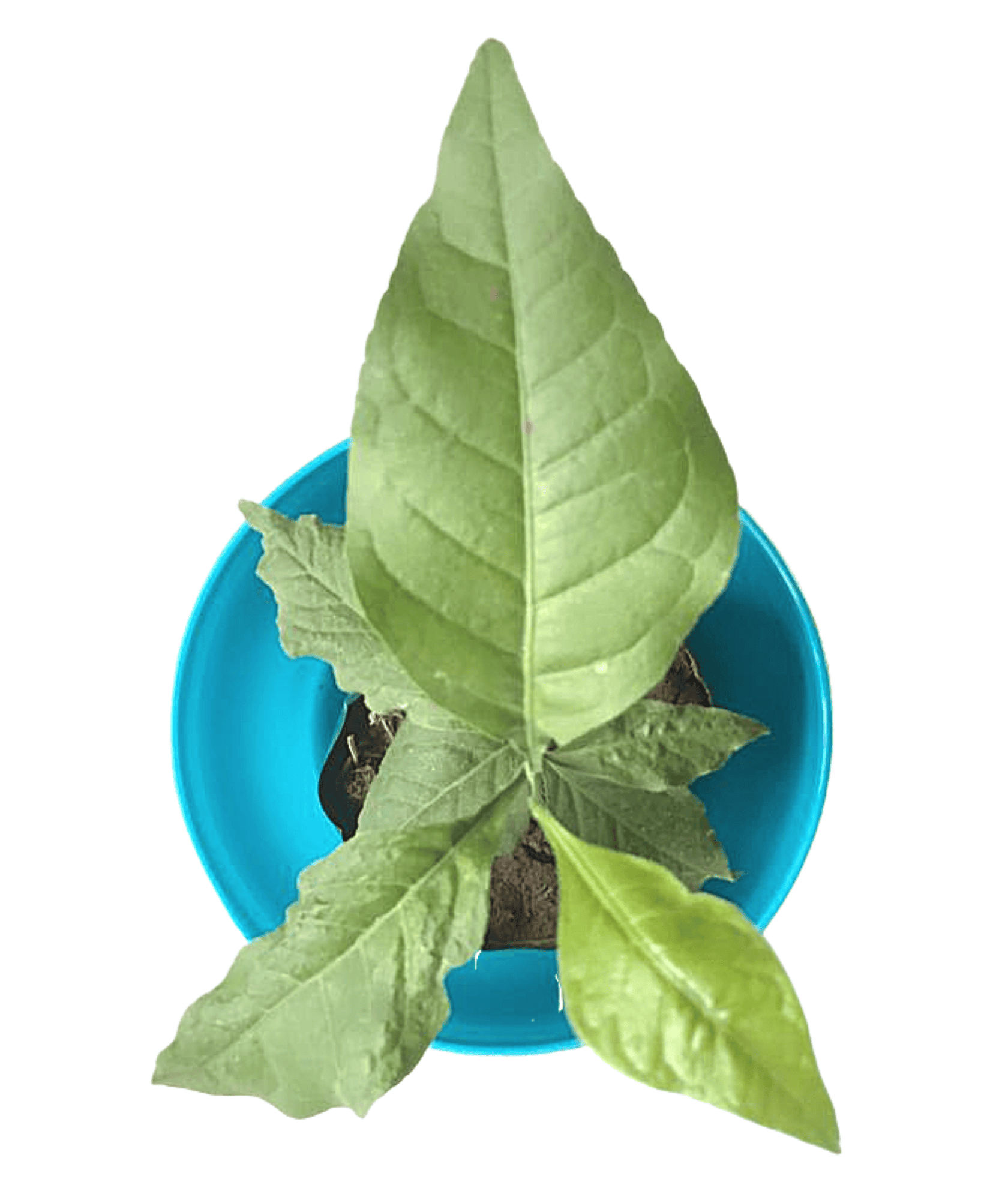 Bael Patra Leaf / Bel Tree/ Bilva Patra/ Bel Patra / Aegle Marmelos wi ...