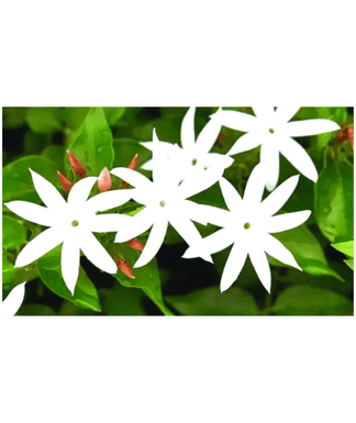 Chameli / Jasmine Plant / Downy Jasmine/ Kunda – Leafy Island