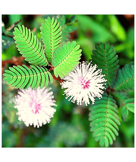 Touch me not, Chui Mui - Plant – Leafy Island