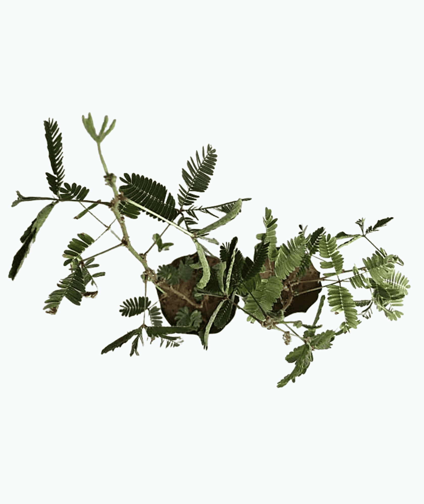 Touch me not, Chui Mui - Plant – Leafy Island