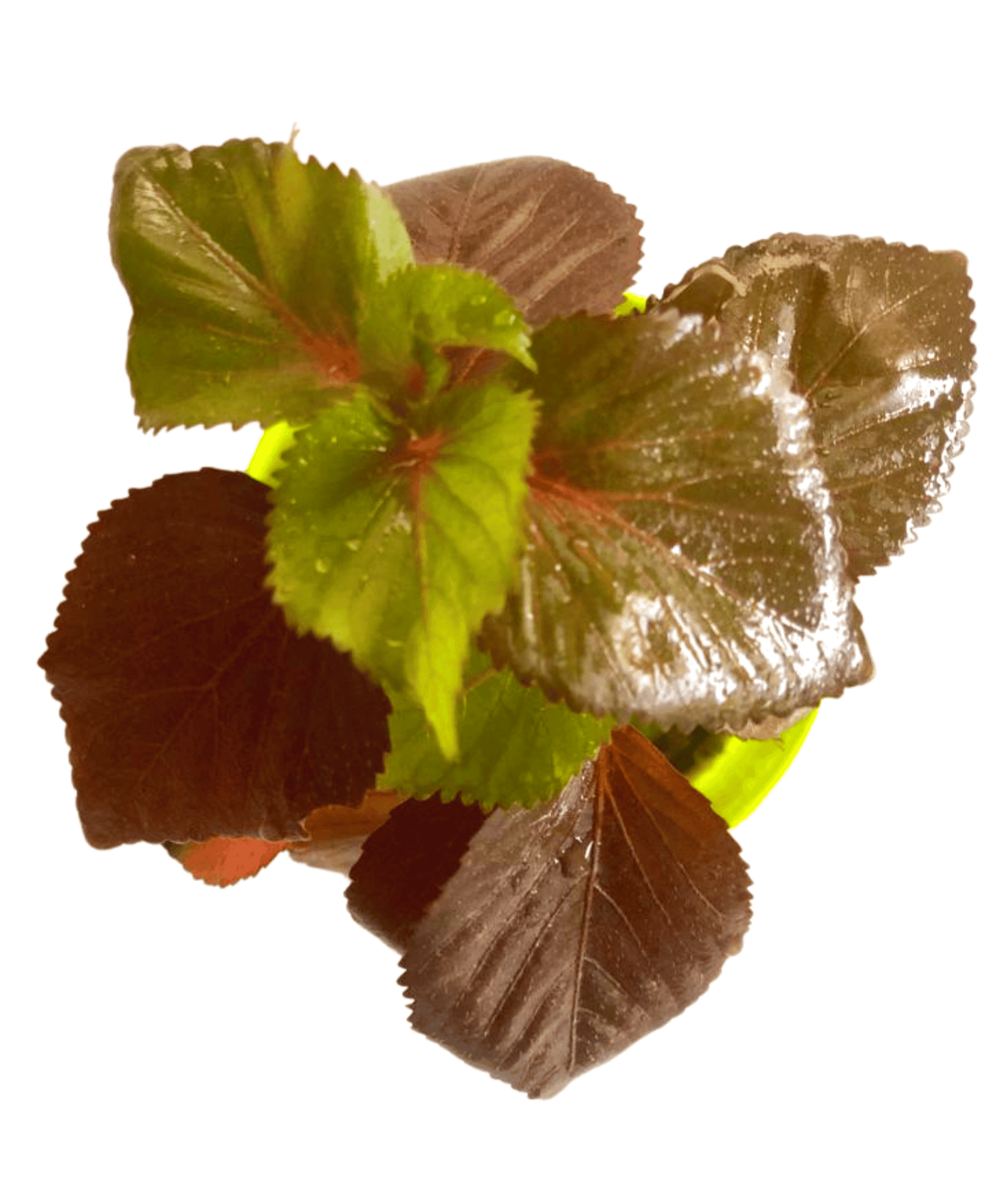 Acalypha Wilkesiana/ Copperleaf Plant – Leafy Island