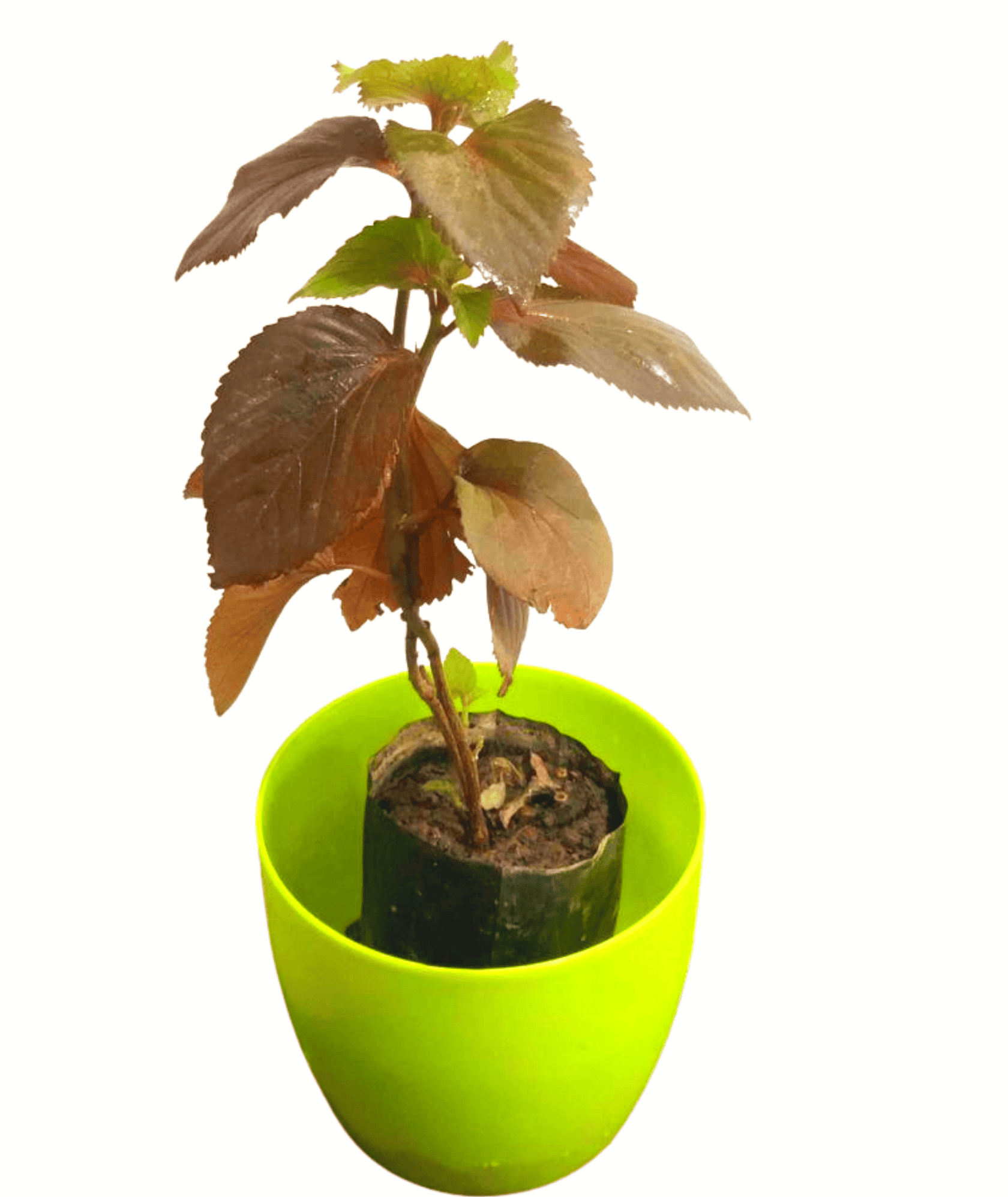 Acalypha Wilkesiana/ Copperleaf Plant – Leafy Island