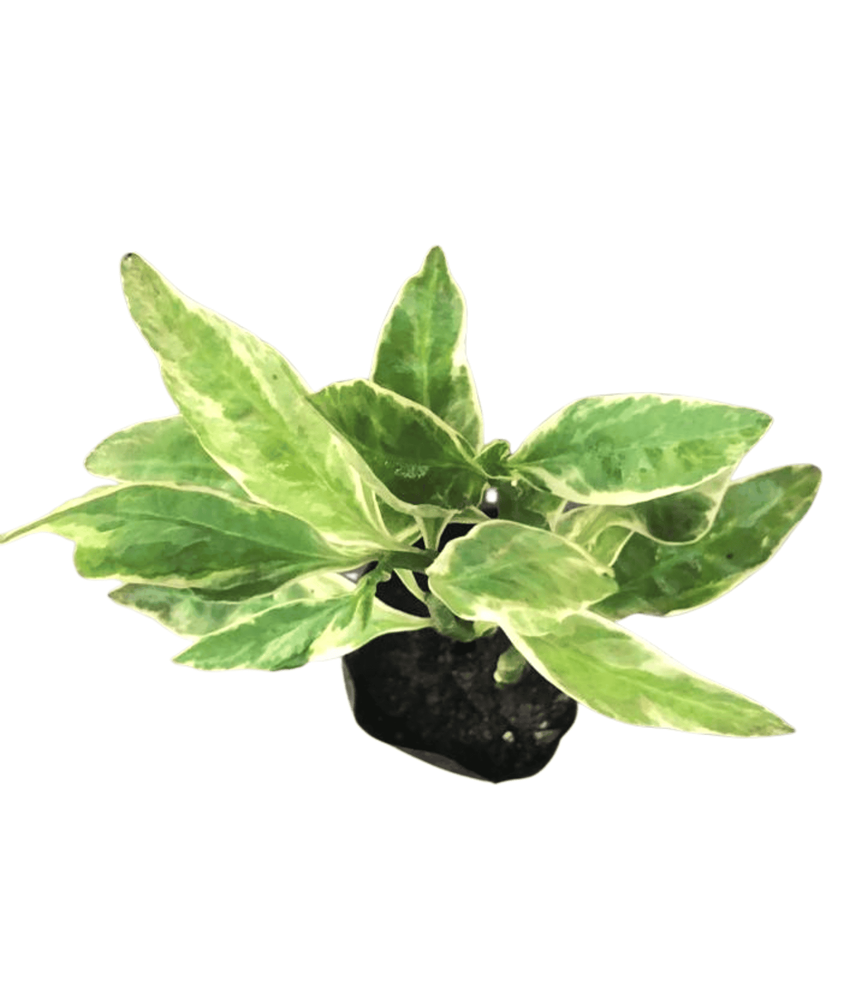 Euphorbia Tithymaloides Variegata/ Varigated Devil's Backbone/ Pedilan ...