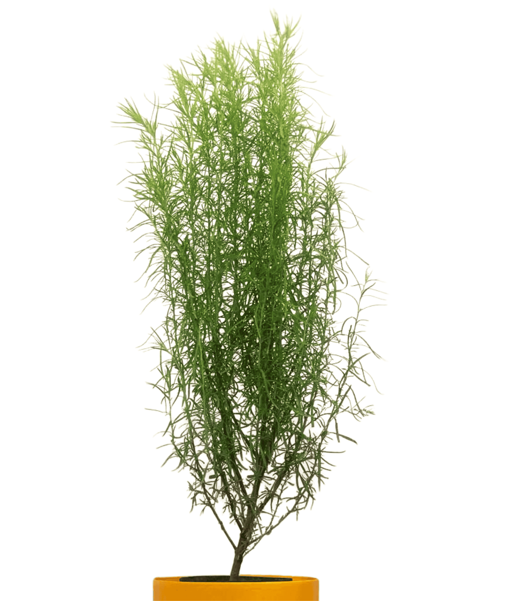 Burning Bush/ Mexican Fireweed/ Summer Cypress/ Kochia Scoparia Plant ...