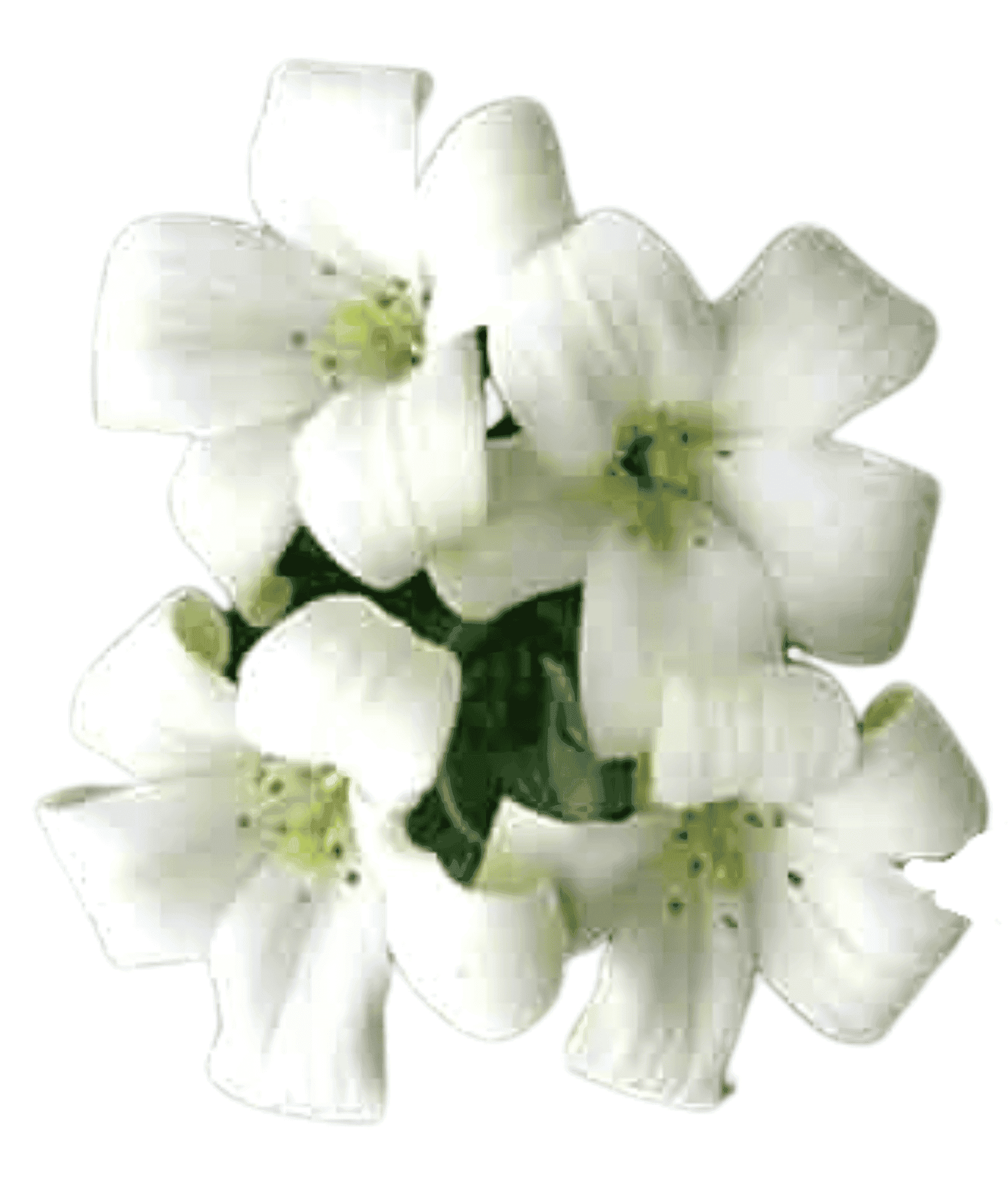 Murraya Paniculata - Madhu Kamini plant – Leafy Island
