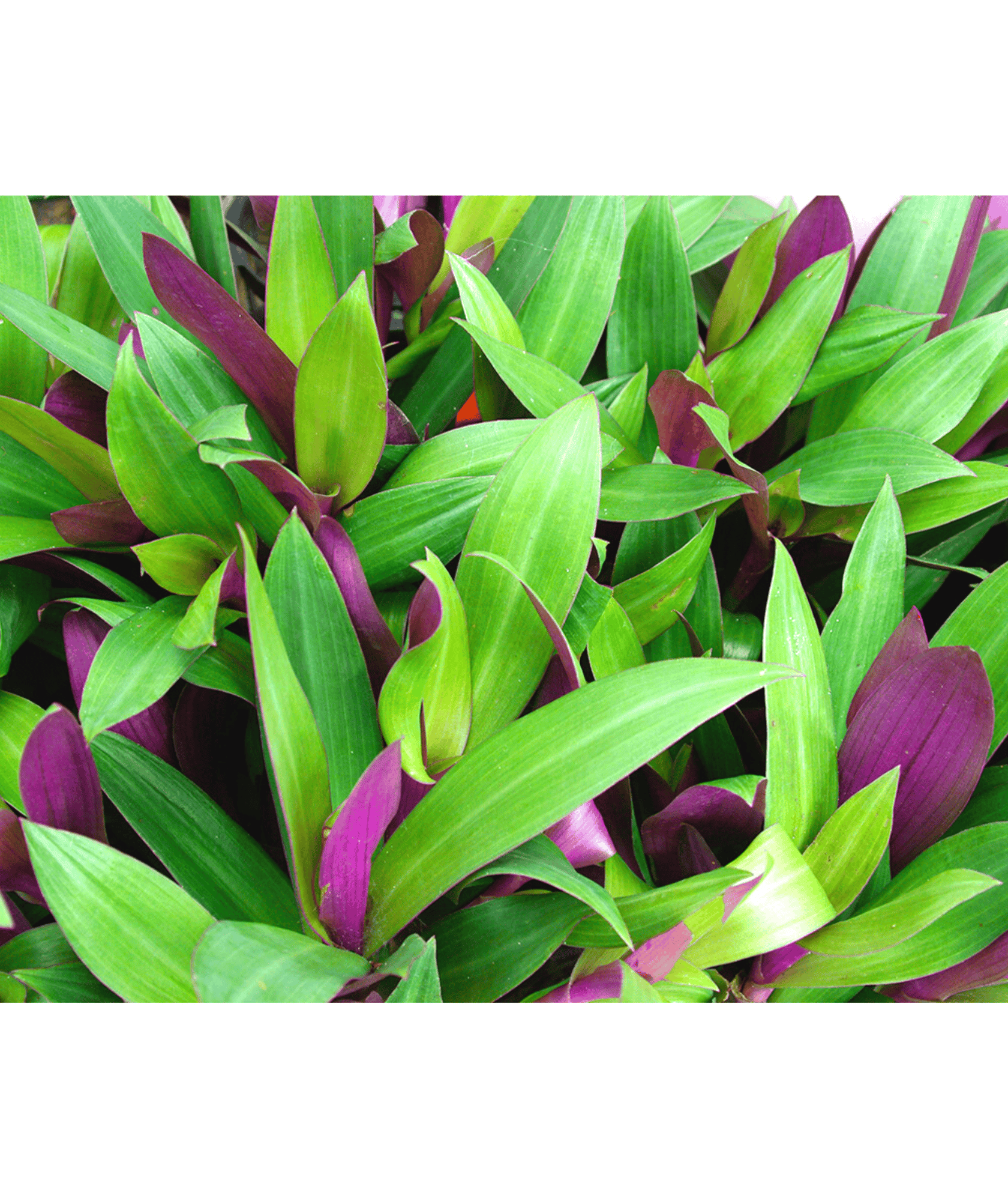 Tradescantia Spathacea/ Rhoeo Plant/ Rhoeo discolor Compacta – Leafy Island