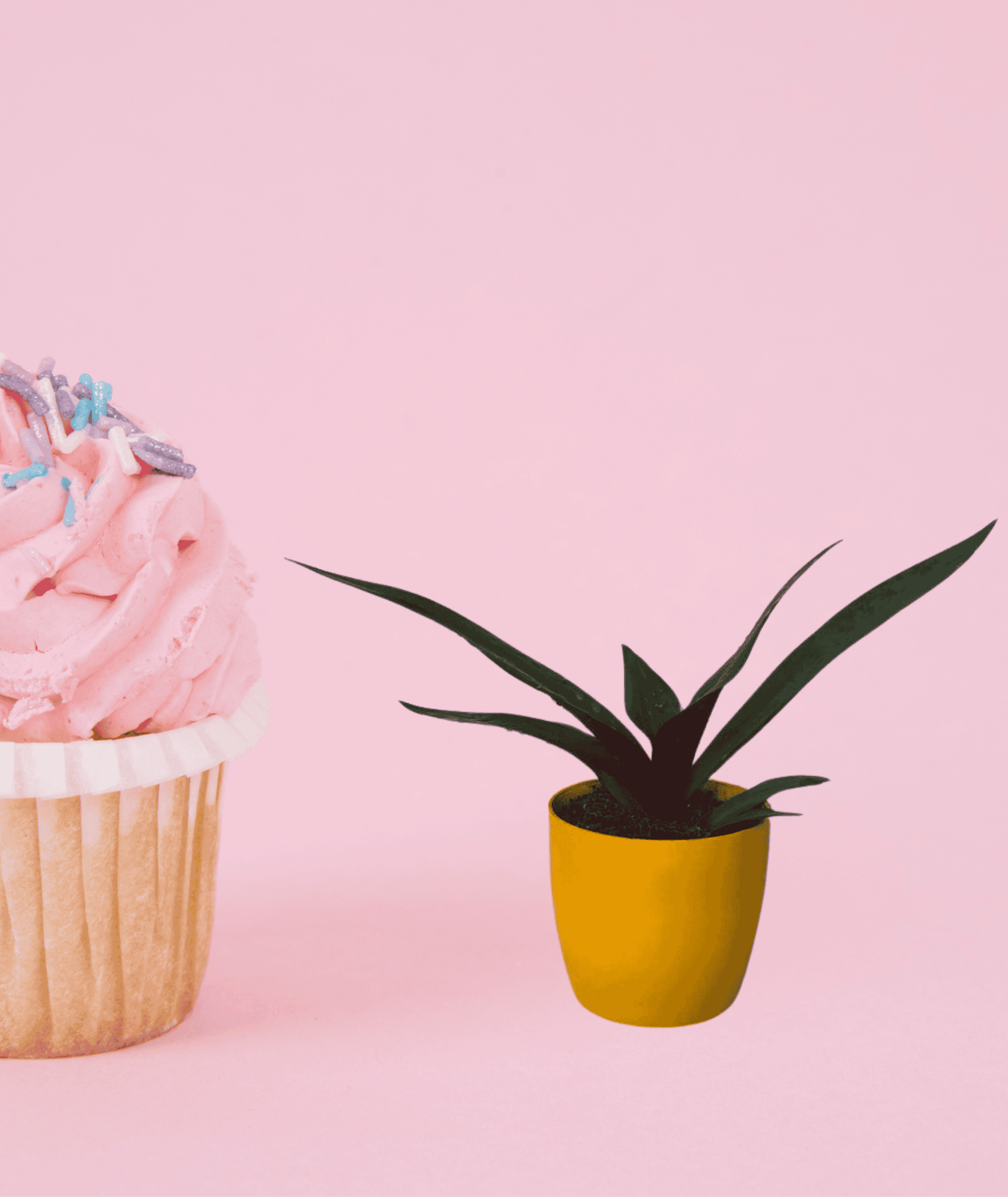 Tradescantia Spathacea/ Rhoeo Plant/ Rhoeo discolor Compacta – Leafy Island