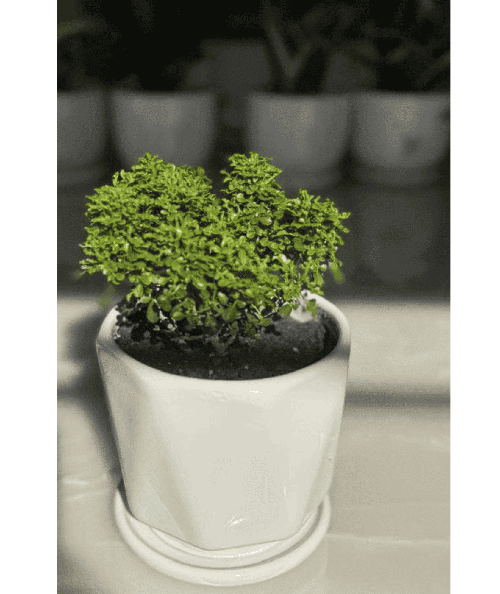 Mini Table Kamini – A Fragrant Green Delight! – Leafy Island